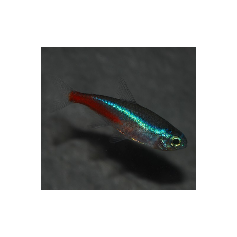 Néon bleu - Paracheirodon innesi (Néon innesi) 1,5 cm