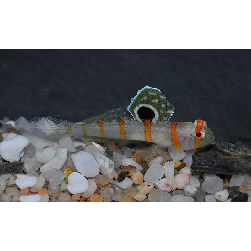 Amblyeleotris randalli 2,5 cm