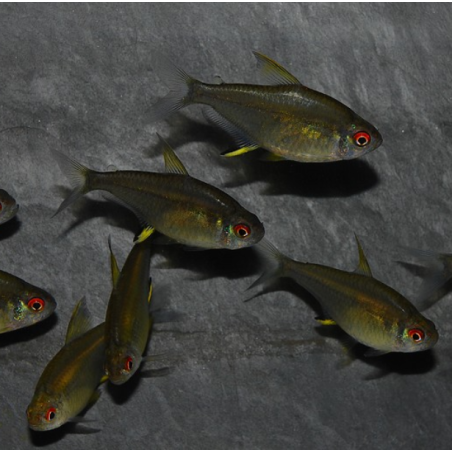 Hyphessobrycon pulchripinnis (Tétra citron) 3 cm