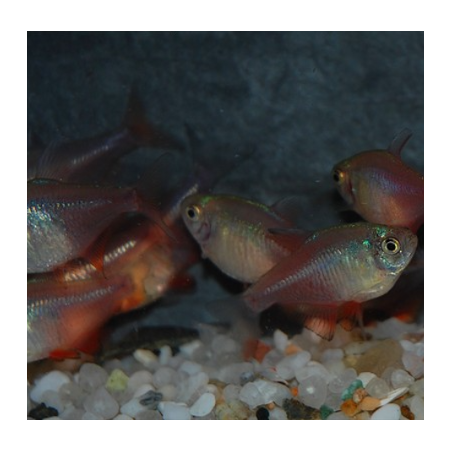 Hyphessobrycon flammeus (Tétra rouge - Tétra de Rio) 2,5 cm