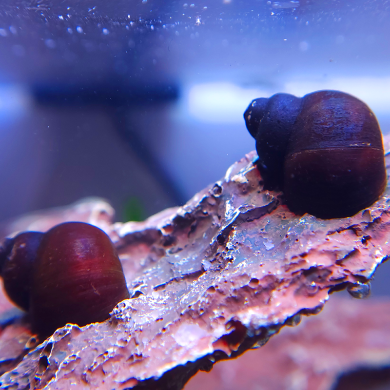 Blue Berry Snail - Viviparus sp.
