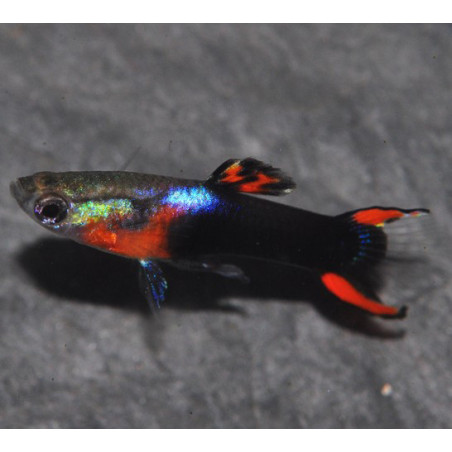 Poecilia wingei (Endler) mâle Fire Black 2 cm