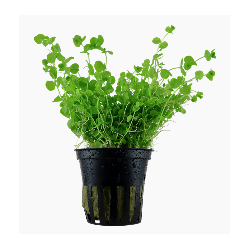 Micranthemum umbrosum