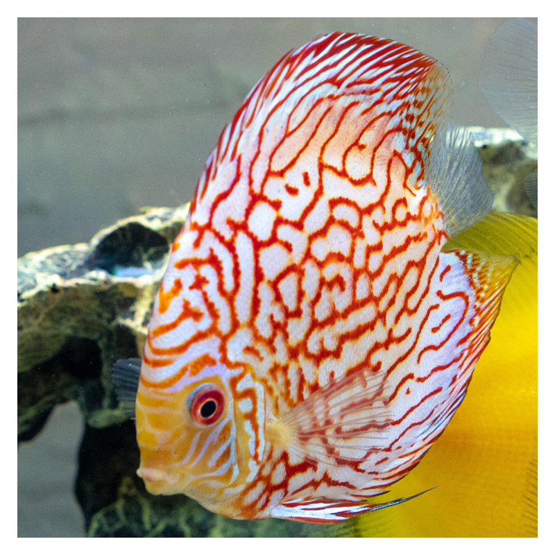 Symphysodon aequifasciata (Discus) Red dragon 5-5,5 cm