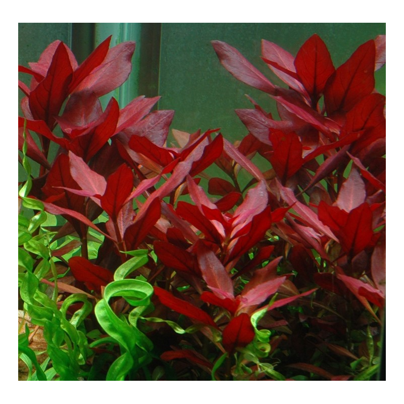 Ludwigia peruensis – Plante rouge pour aquarium | Flore-Aquatique