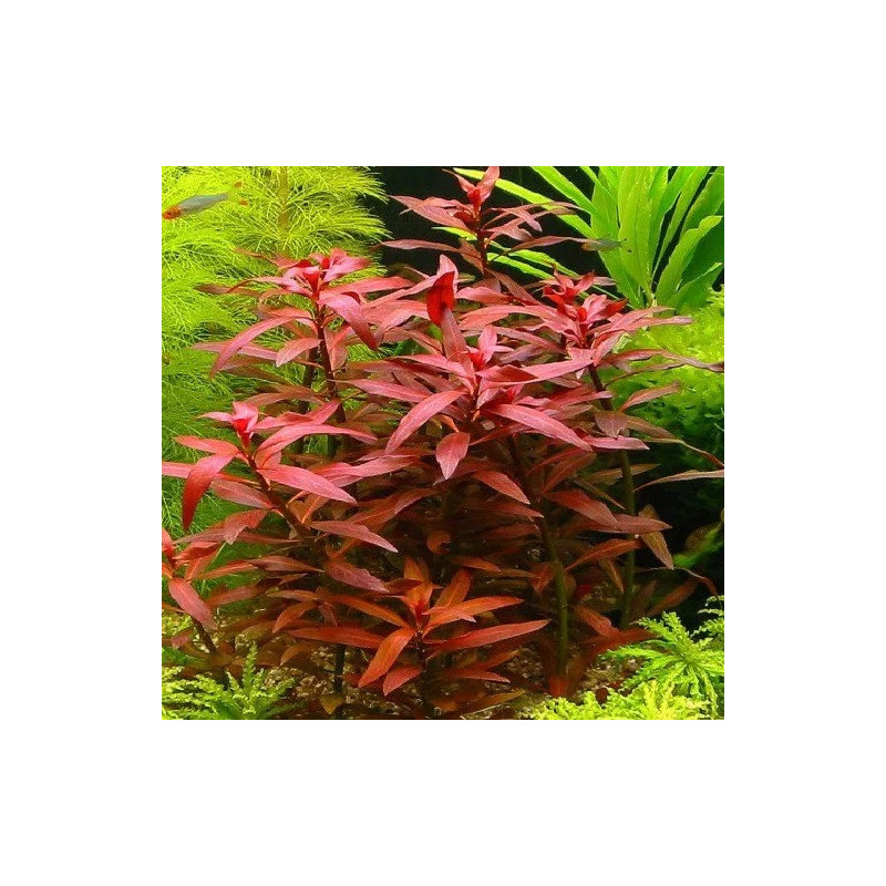 Ludwigia peruensis – Plante rouge pour aquarium | Flore-Aquatique