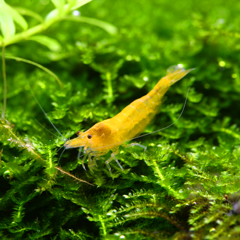 Crevette Yellow – Neocaridina heteropoda jaune