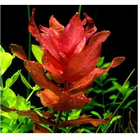 Rotala macrandra – Plante rouge spectaculaire pour aquarium